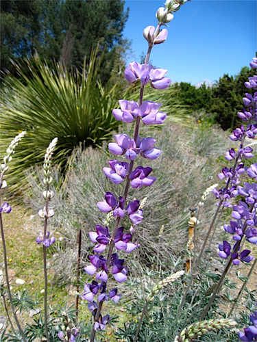 Garbancillo de hojas largas (Lupinus longifolius)