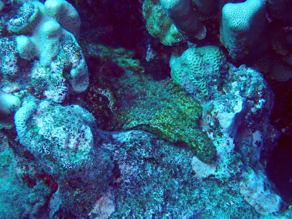 Reef Stonefish from Cook Islands on June 13, 2024 at 05:53 AM by Jack Crosbie · iNaturalist