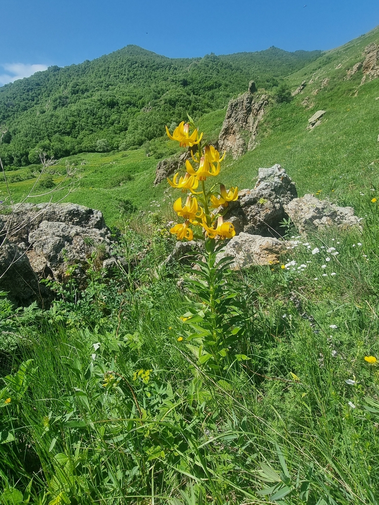 (Liriotypus) - Botanical Realm
