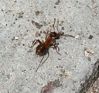 Blood-red Field Ant from Жанхулу, Дацин, Хэйлунцзян, Китай on May 25 ...