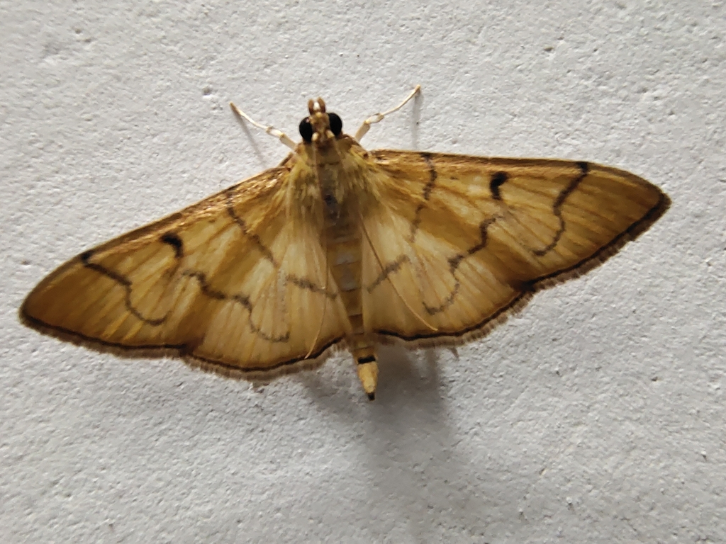 Patania chlorophanta from Yichun, CN-JX, CN on June 15, 2024 at 08:50 ...