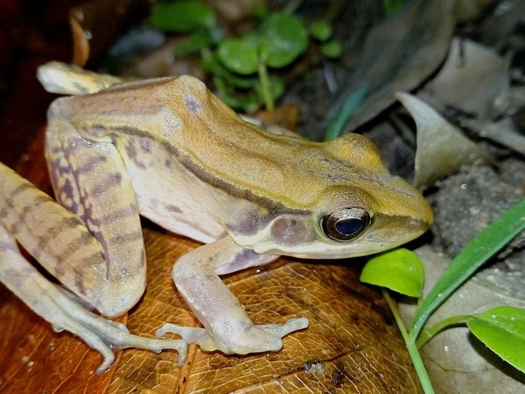 Guenther's Frog in April 2024 by 金龟非龟蓟马非马 · iNaturalist