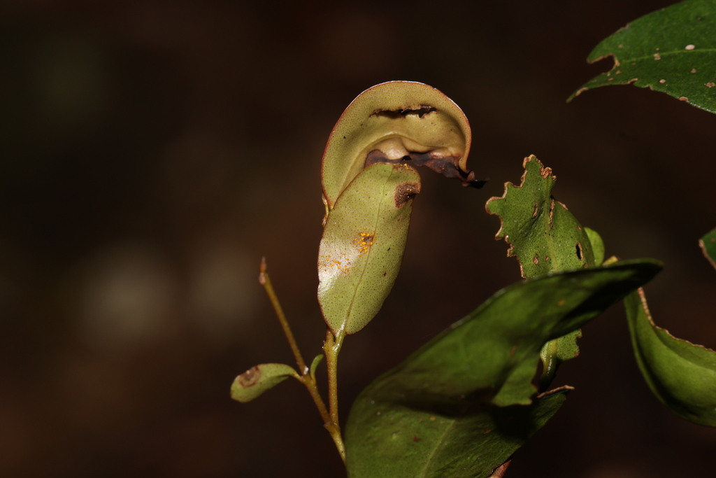 Myrtle Rust from Koreelah National Park, Warwick - East, New South ...
