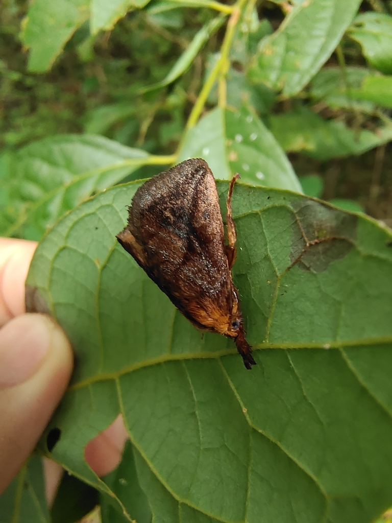 Hyphorma from Yichun, CN-JX, CN on June 13, 2024 at 04:23 PM by ...