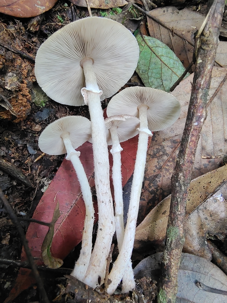 Micropsalliota from Yichun, CN-JX, CN on June 6, 2024 at 04:04 PM by ...