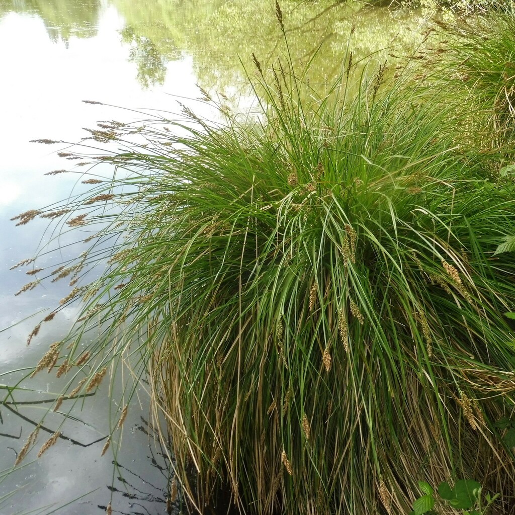 Greater Tussock-sedge from Groombridge Place, Groombridge on May 17 ...