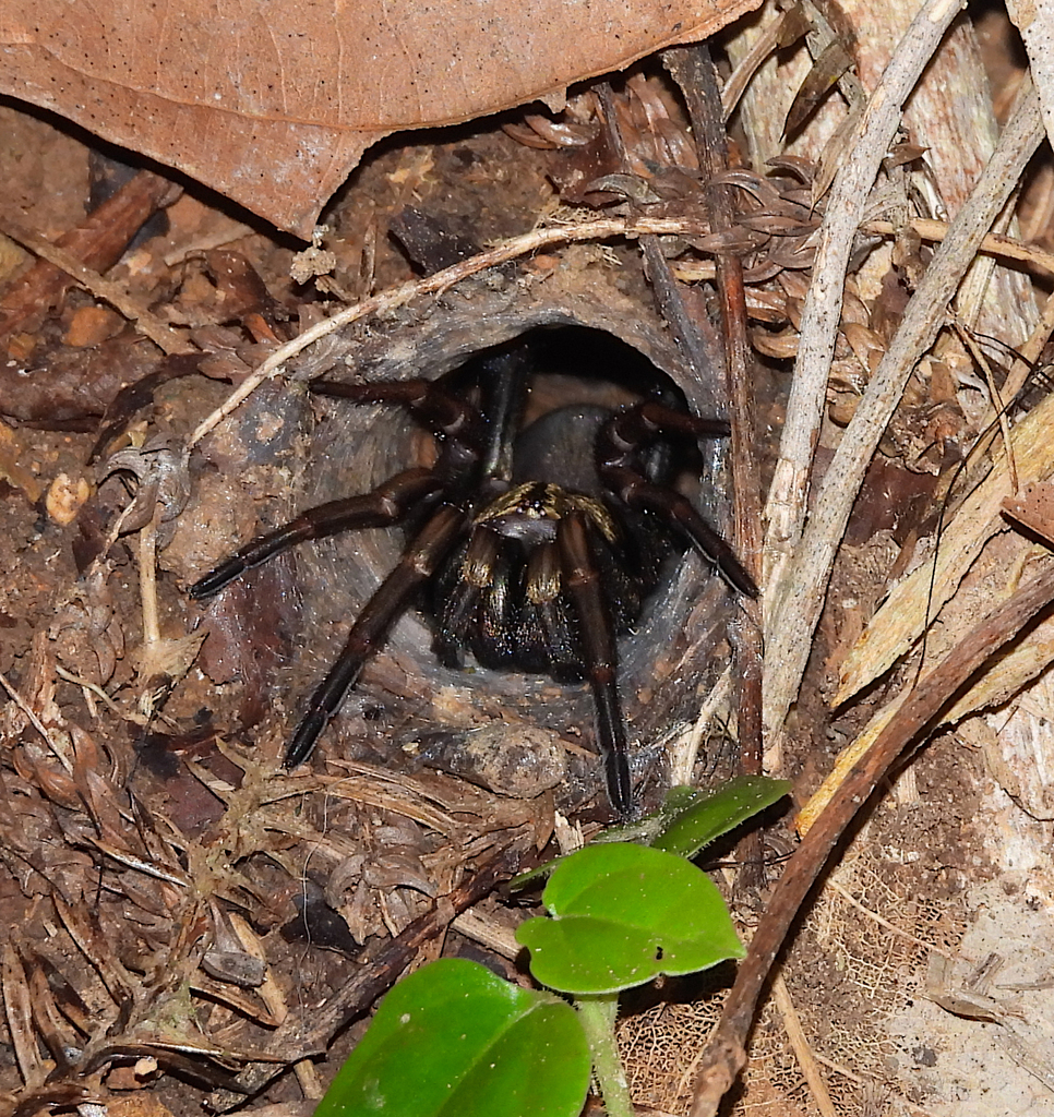 Brown Trapdoor Spiders from Noosa National Park, QLD 4567, Australia on ...