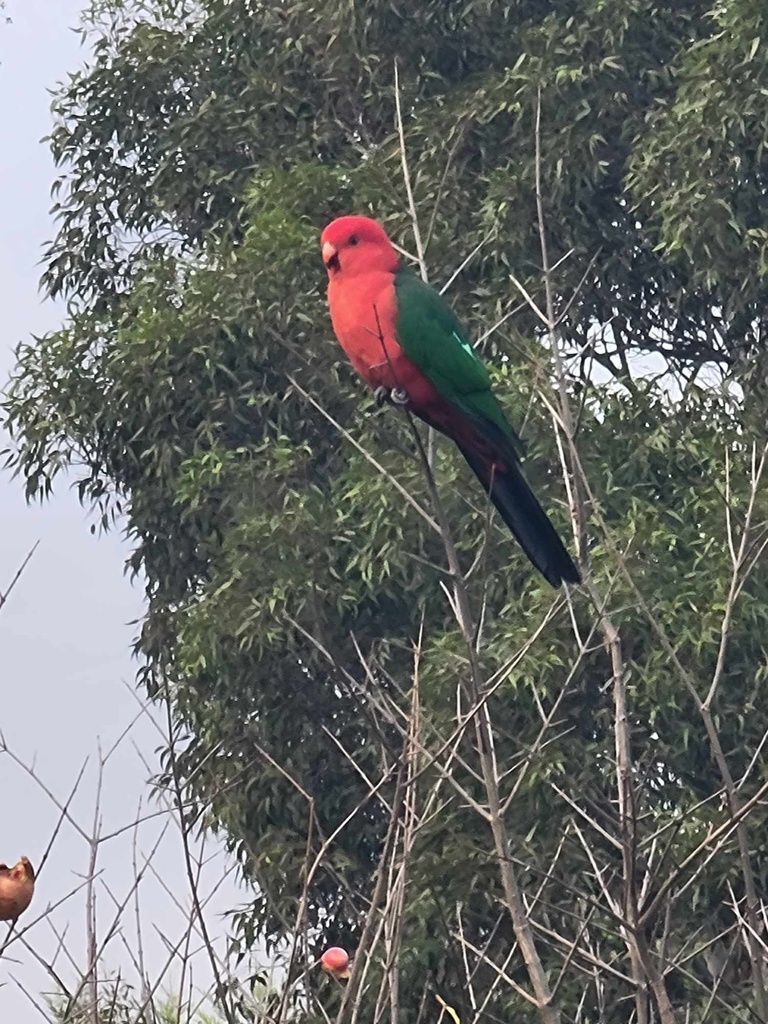 Australian King Parrot from Guelph St, Somerville, VIC, AU on June 16 ...
