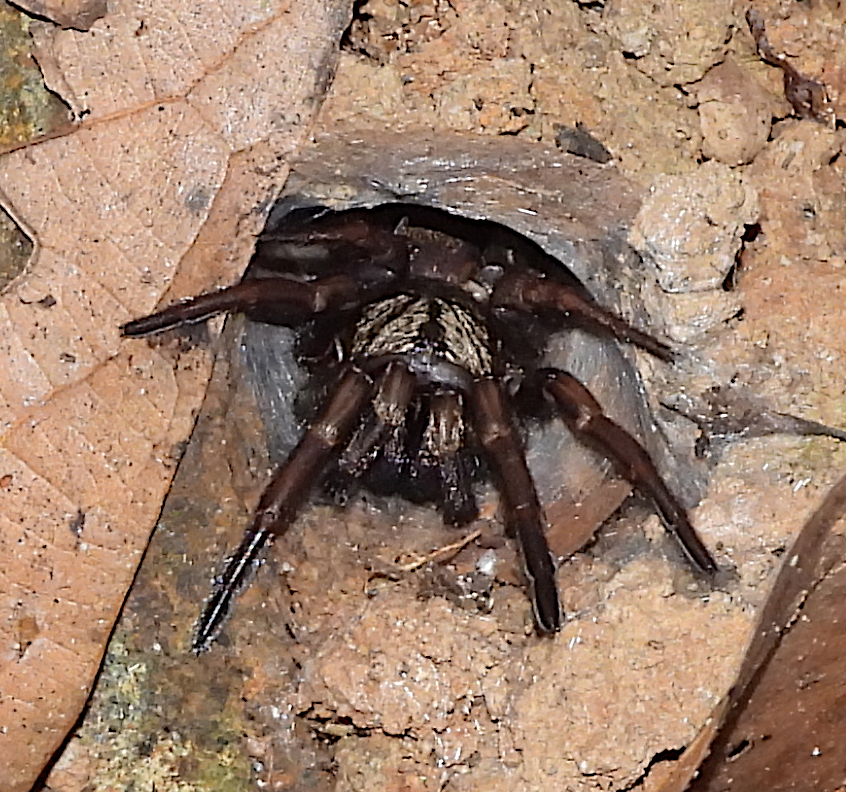 Brown Trapdoor Spiders from Noosa National Park, QLD 4567, Australia on ...