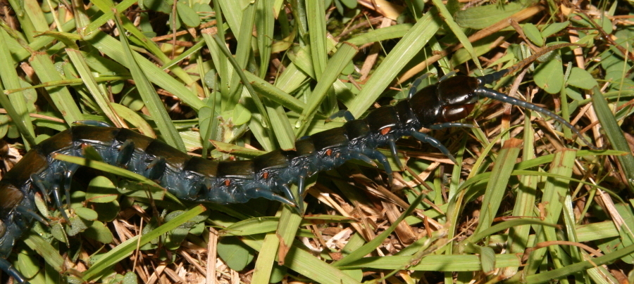 African Giant Centipede from Ntchisi Lodge, Malawi on April 3, 2016 at ...