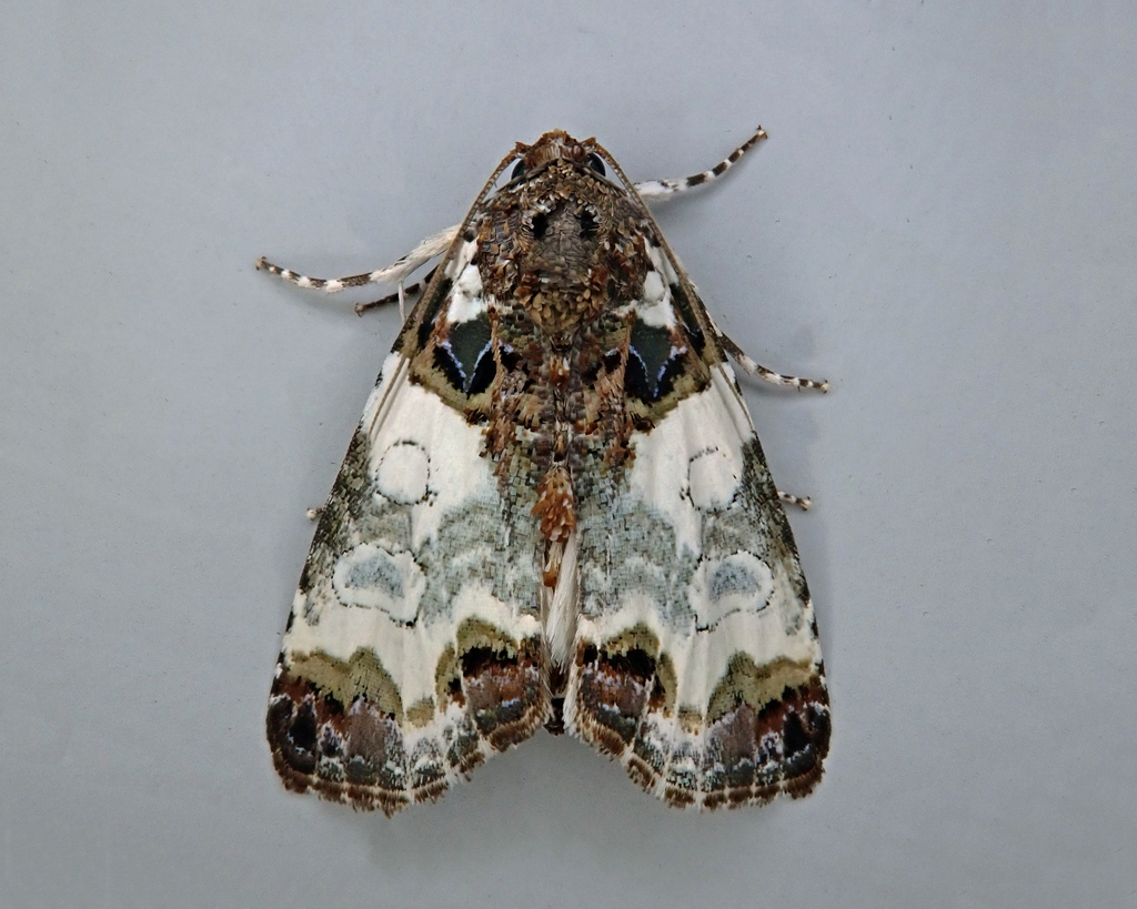 Tufted Bird-dropping Moth from Salem, NH 03079, USA on June 15, 2024 at ...