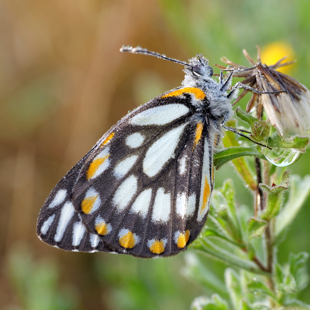 Caper White from Cobar NSW 2835, Australia on June 16, 2024 at 09:59 AM ...