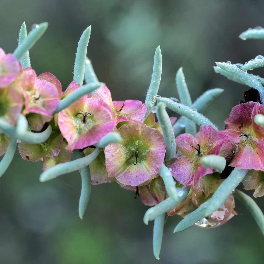 three-wing bluebush from Cobar NSW 2835, Australia on June 16, 2024 at ...