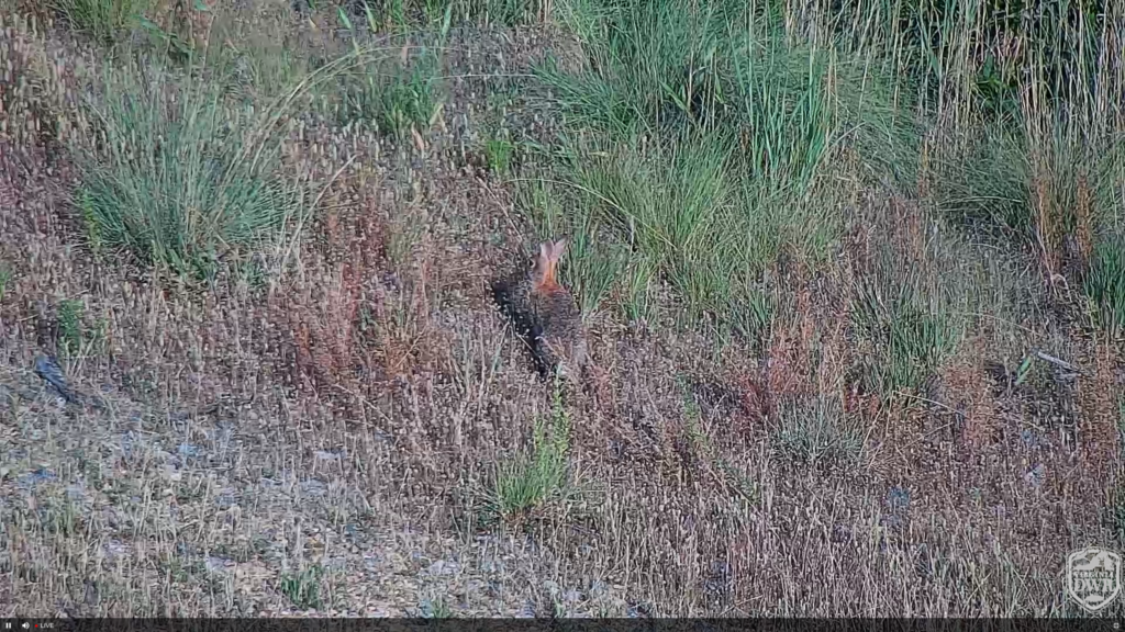 Eastern Cottontail from Hog Island Wildlife Management Area, Surry, VA ...