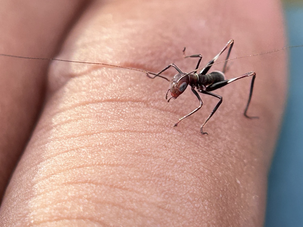 Macroxiphus from Neyyar Wildlife Sanctuary, Thiruvananthapuram, KL, IN ...
