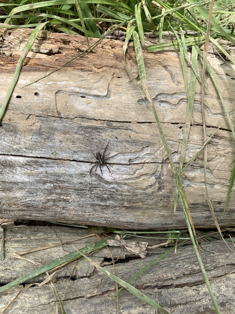 Brush-legged Spiders from US-33 E, The Plains, OH, US on May 21, 2019 ...