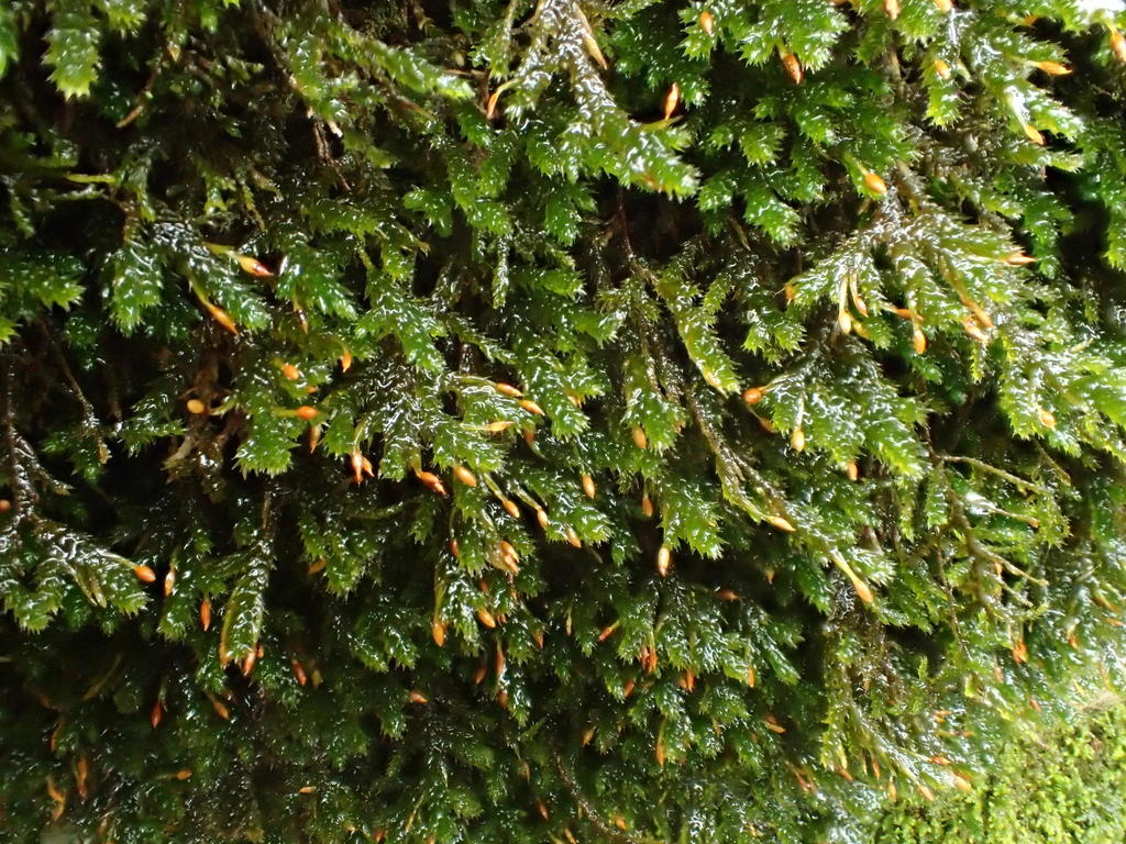 fan moss (Forsstroemia trichomitria) - Botanical Realm