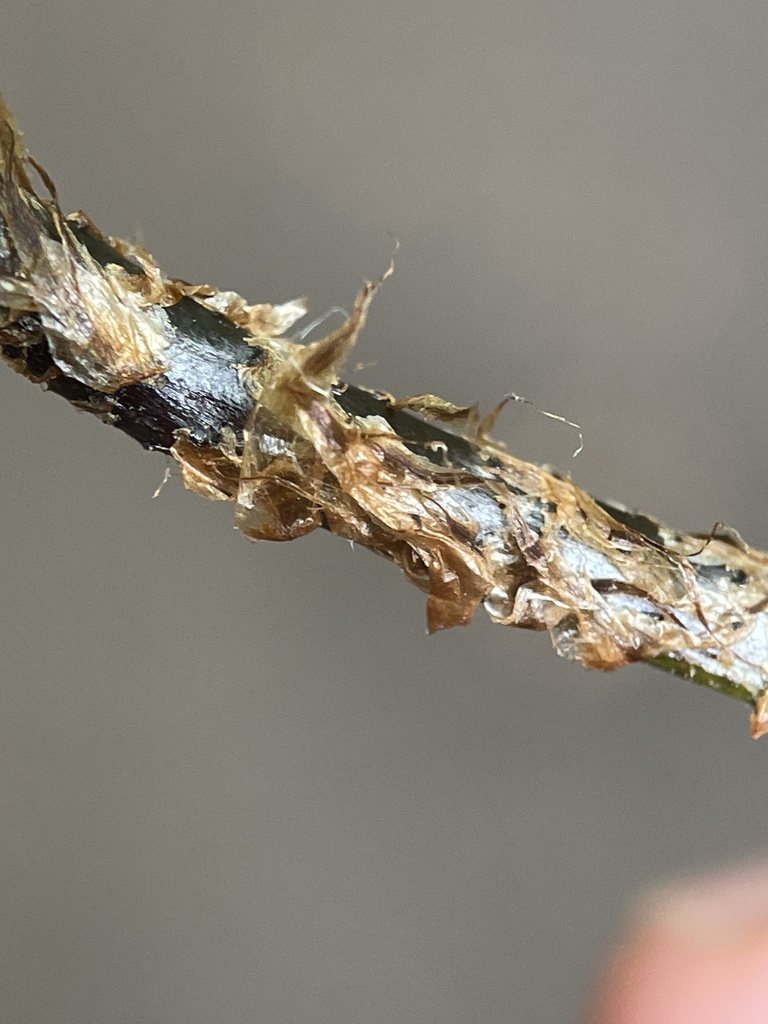 broad buckler-fern from Epping Forest, Epping, England, GB on June 15 ...