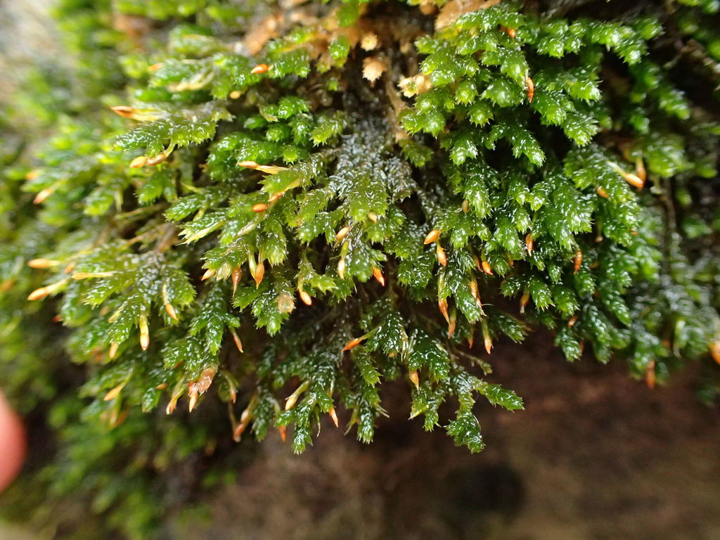 fan moss (Mosses of Floracliff Nature Sanctuary) · BioDiversity4All