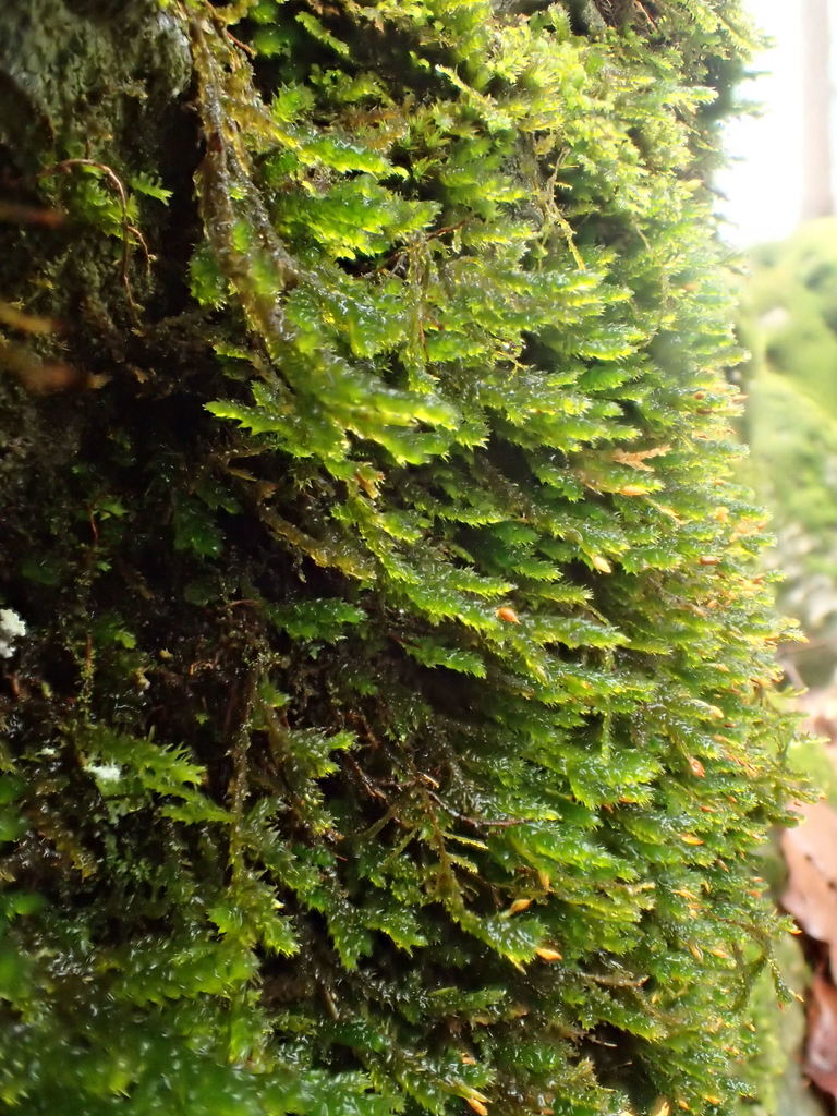 fan moss (Forsstroemia trichomitria) - Botanical Realm