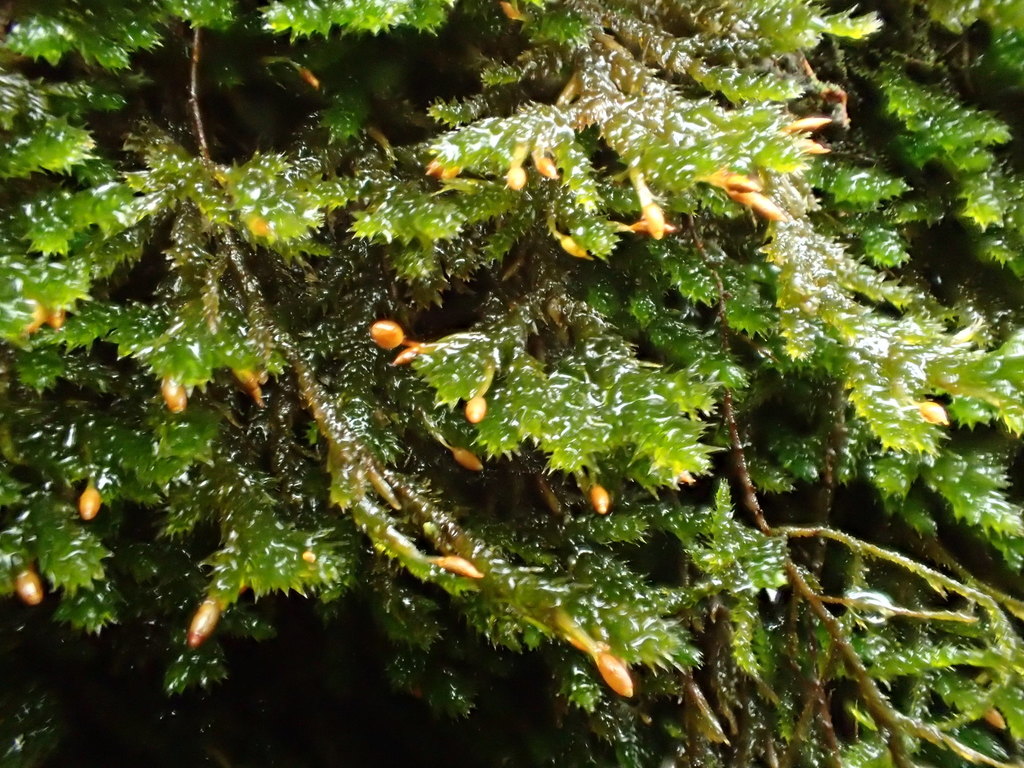 fan moss (Forsstroemia trichomitria) - Botanical Realm