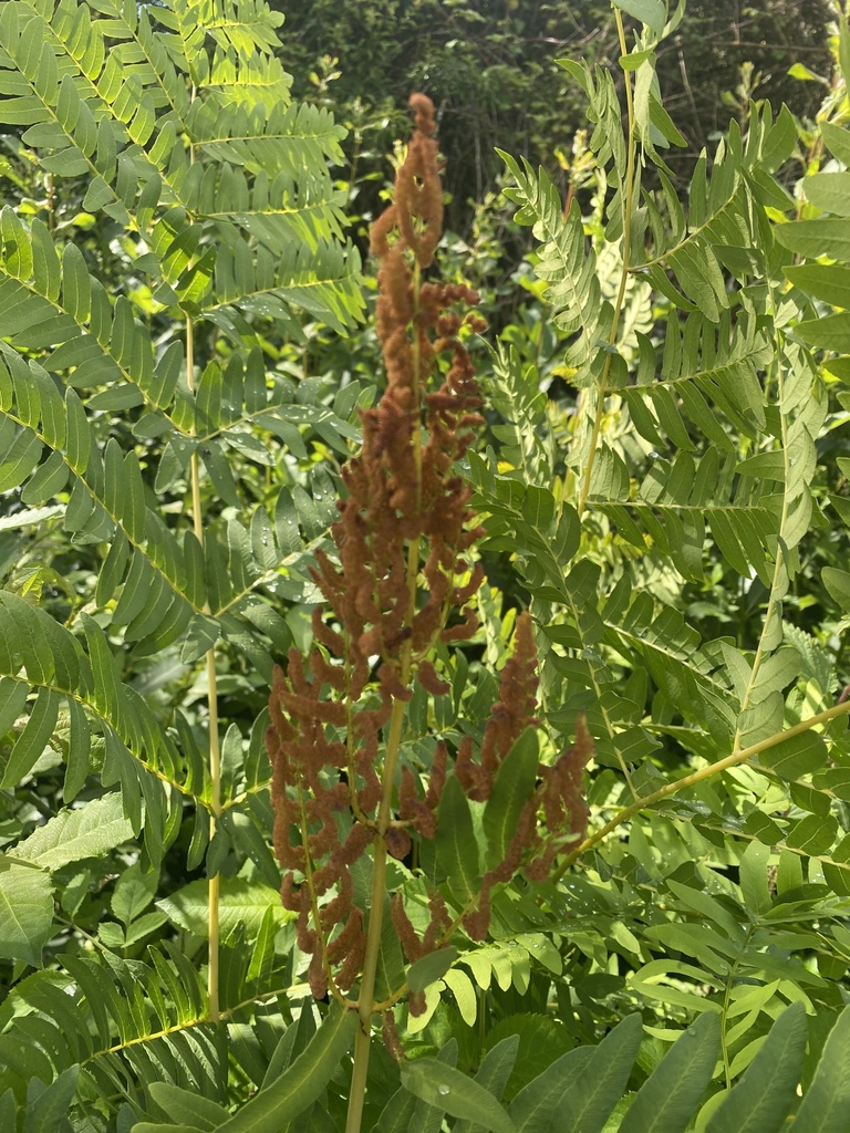 European royal fern from WWT, Gloucester, England, GB on June 16, 2024 ...
