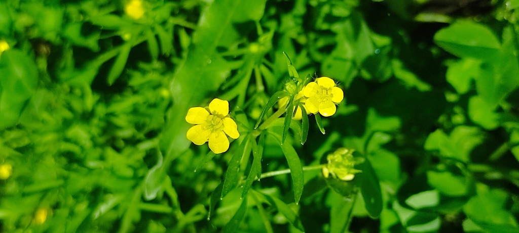 Corn buttercup in May 2024 by Josep Mª Albesa Gasulla · iNaturalist