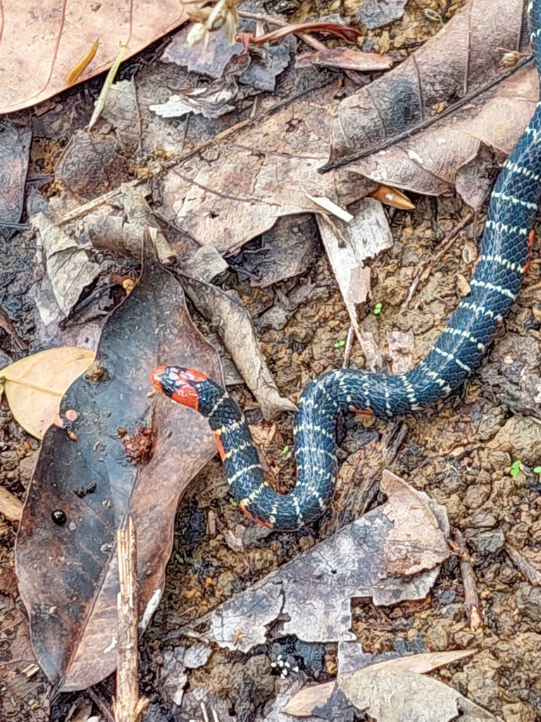 Philippine false coral snake from Tabunan, Cebu City, Cebu, Philippines ...