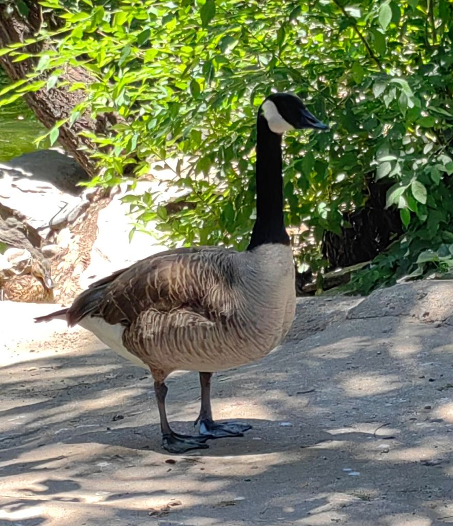 Canada Goose from 中国北京市西城区 on June 15, 2024 at 12:08 PM by Wang ...