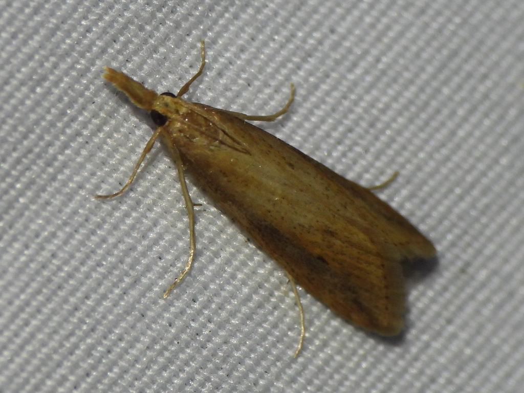Delightful Donacaula Moth from Plano, TX, USA on June 15, 2024 at 11:57 ...