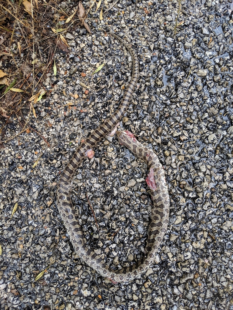 Prairie Kingsnake in May 2019 by Jonathon Bolton · iNaturalist