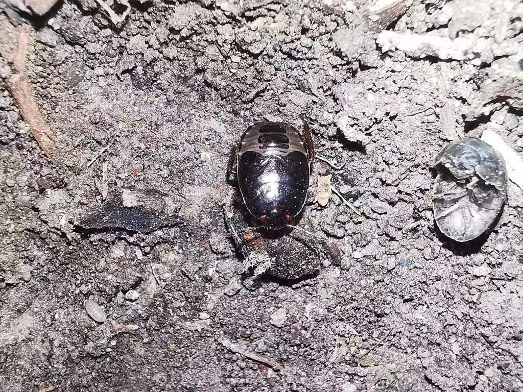 Burrowing Bugs from 中国北京市海淀区钓鱼台 on June 16, 2024 at 09:32 PM by xqxd ...