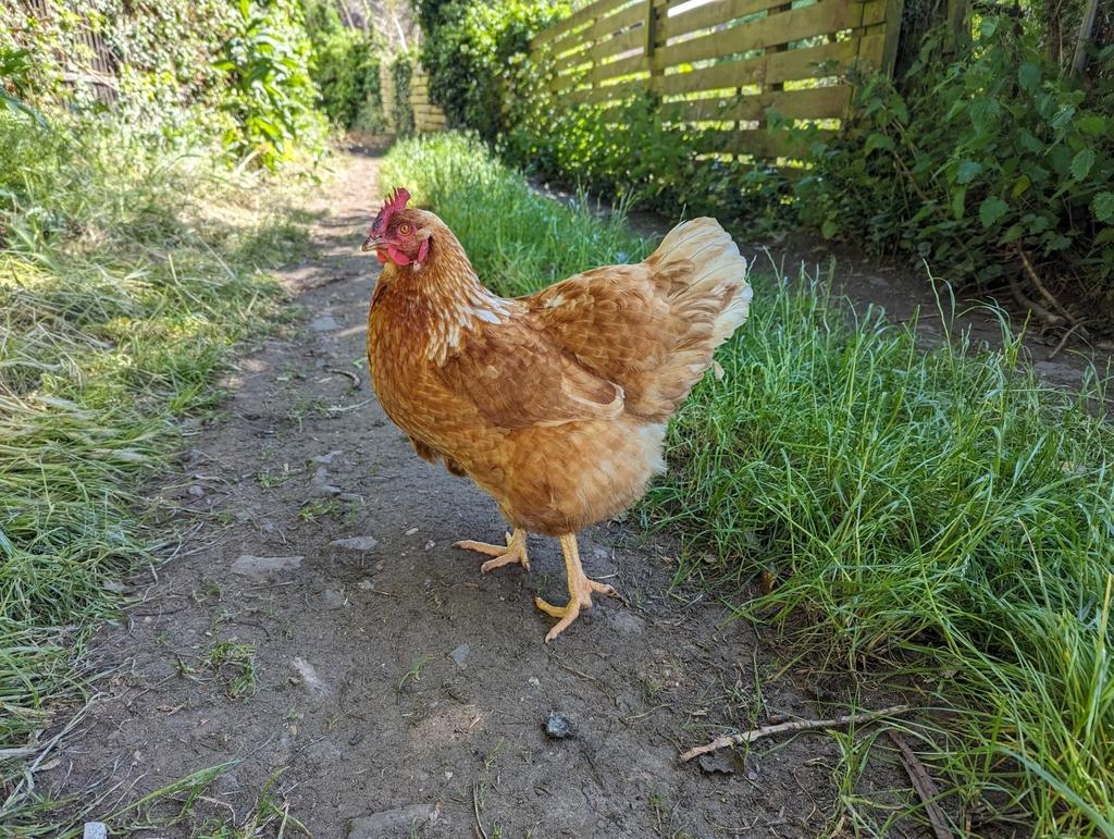 Domestic Chicken from Bilton, Rugby CV22 7QZ, UK on June 16, 2024 at 10 ...