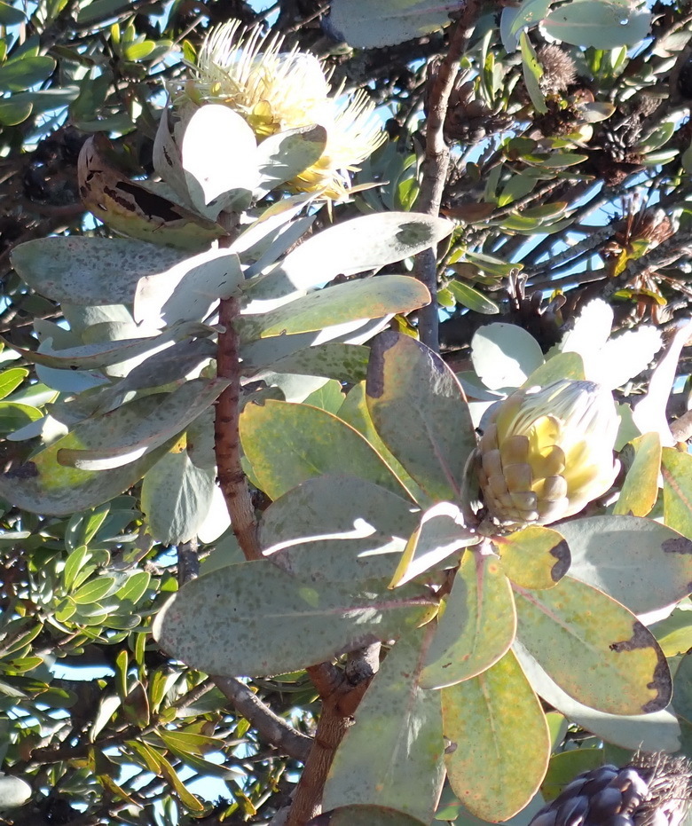 Wagon Tree from Pomona, West Coast District Municipality, South Africa ...