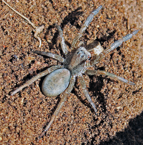 Geolycosa latifrons · iNaturalist