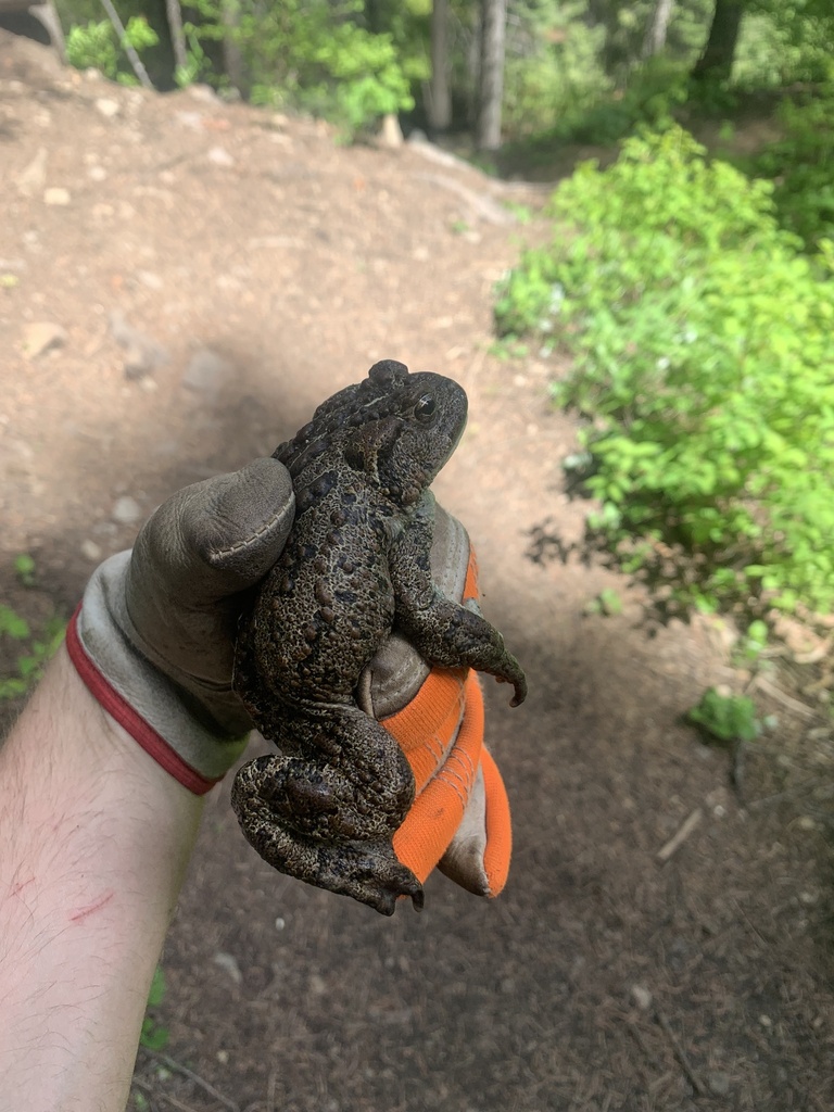 Western Toad from Payette National Forest, McCall, ID, US on June 6 ...