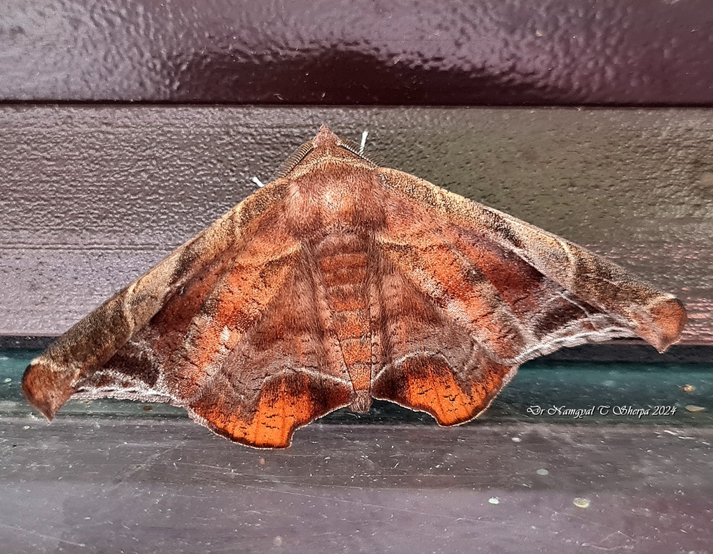 Episparis tortuosalis from Upper Sichey, Gangtok, Sikkim, India on ...