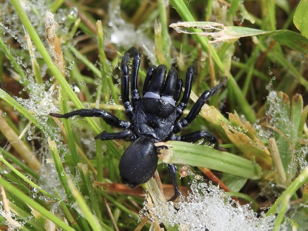 Black Purseweb Spider from Tommy Thompson Park, Toronto, ON, Canada on ...