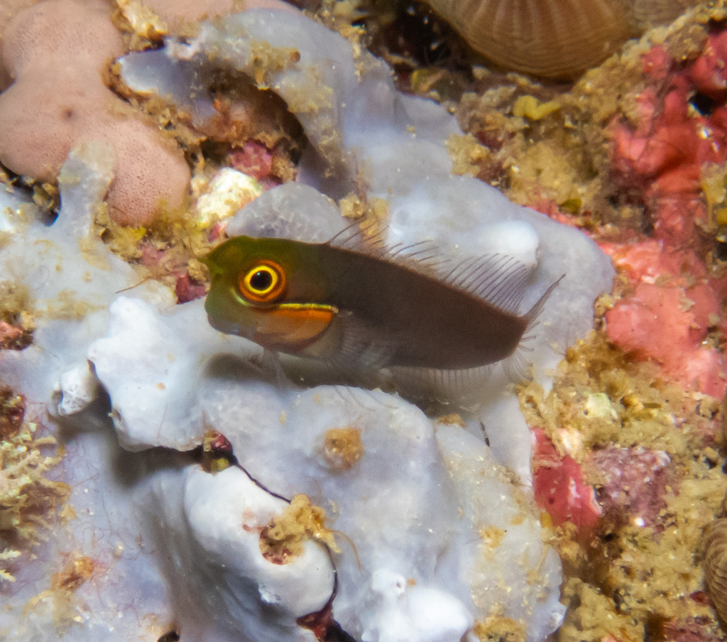 Yellow-eyed comb-tooth from Semporna, Sabah, Malaysia on June 16, 2024 ...