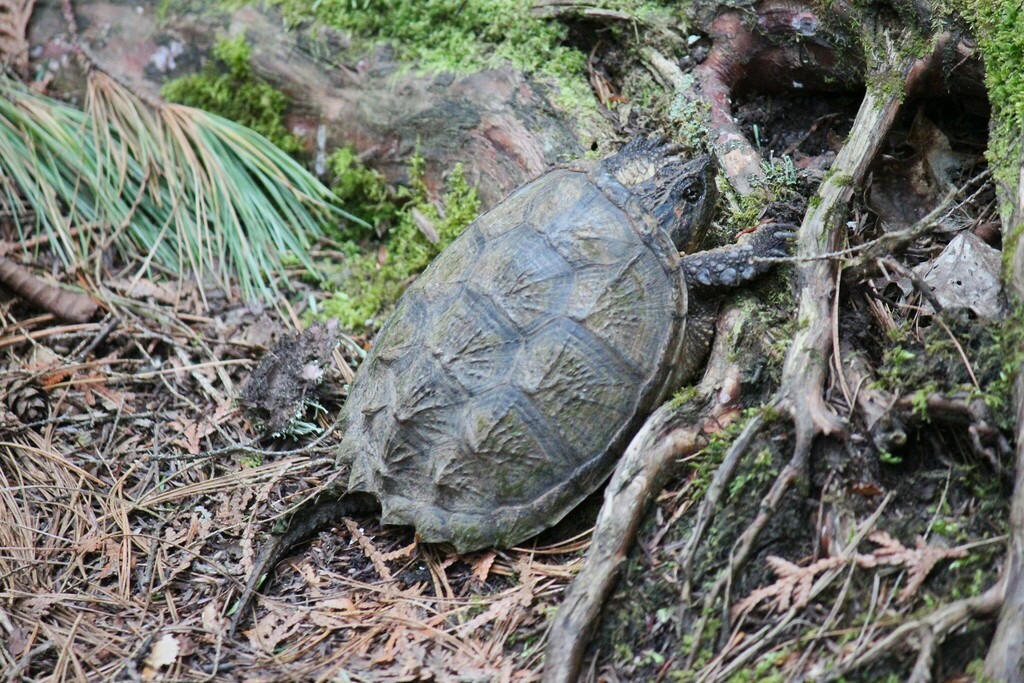 Common Snapping Turtle from Chippewa County, MI, USA on June 15, 2024 ...