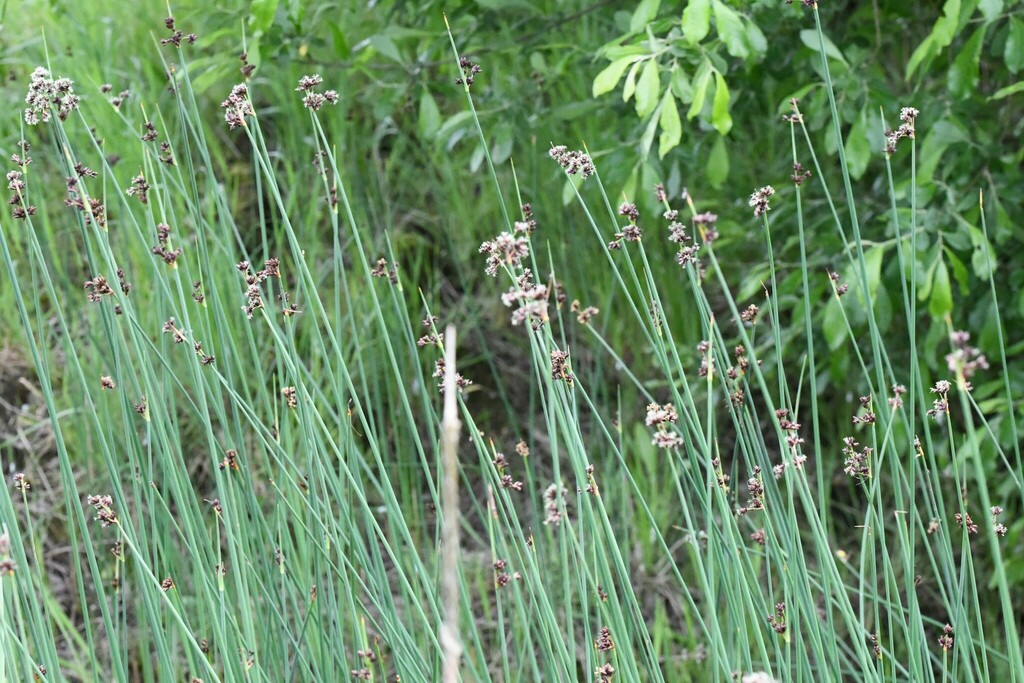 Common Club-rush from York, UK on May 27, 2024 at 12:29 PM by Kian ...