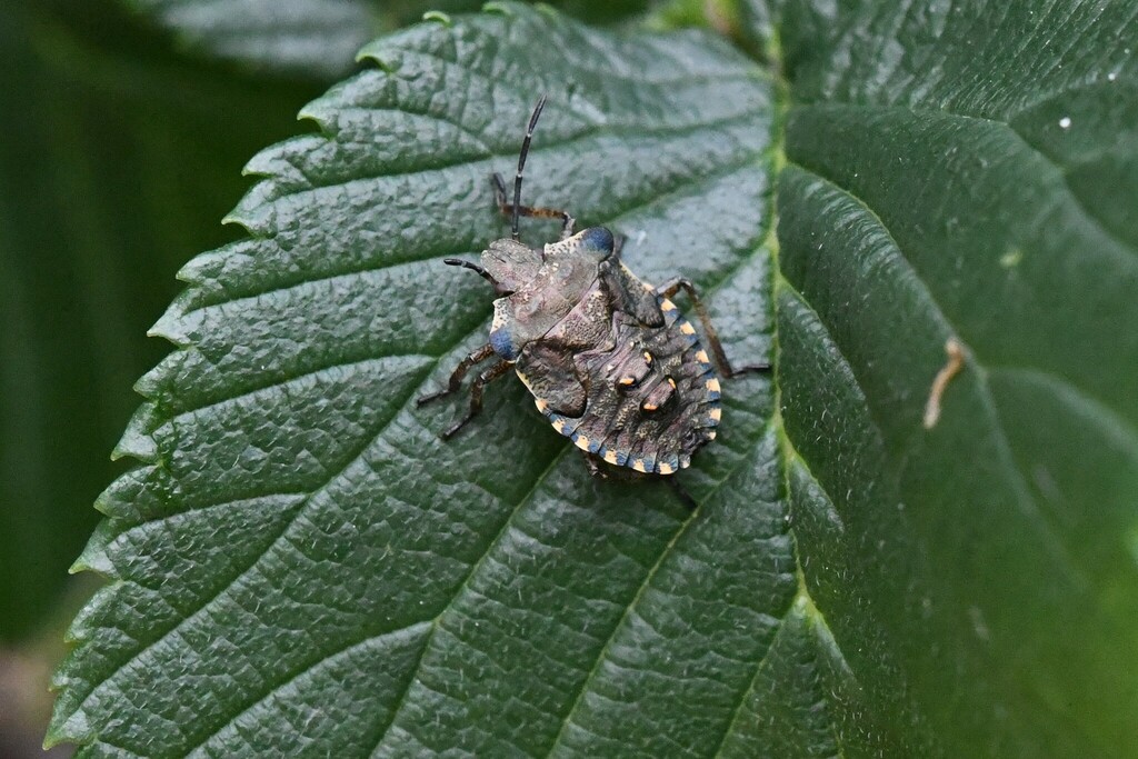 Forest Bug from York, UK on May 27, 2024 at 01:19 PM by Kian Hayles ...