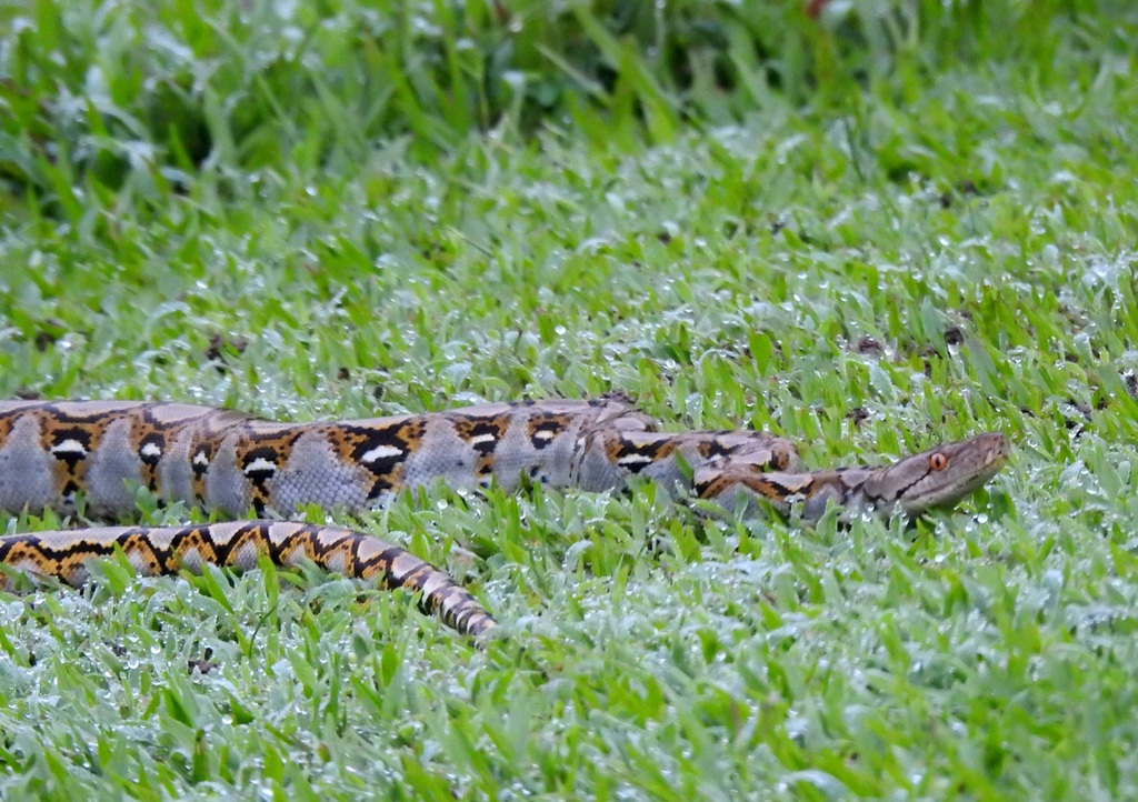 Reticulated Python from Bukit Jelutong, Shah Alam, Selangor, Malaysia ...