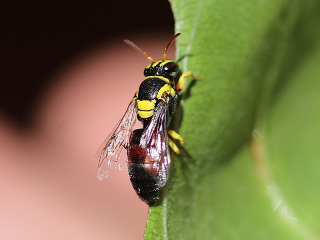 Dromedary Masked Bee (Native Bees of South Australia) · iNaturalist ...