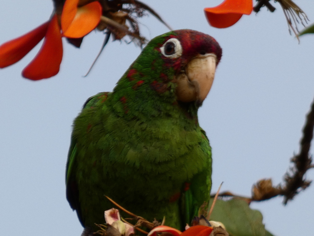 Mitred Parakeet from 200 Flagler Ln, Redondo Beach, CA 90277, USA on ...