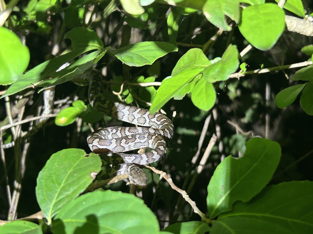 Virgin Islands boa in June 2024 by Roberto Bello Acevedo · iNaturalist