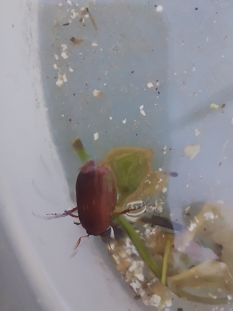 Brown Chafer from Southport, UK on June 16, 2024 at 03:59 PM by Gabriel ...