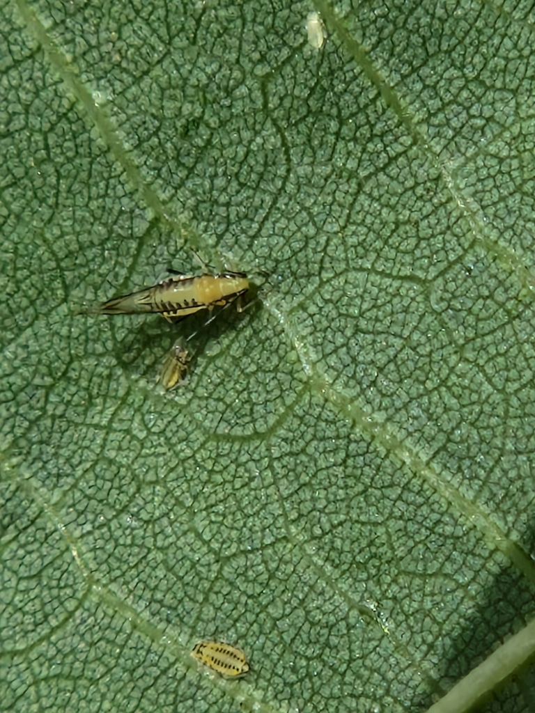 Lime Leaf Aphid from Battersea Park, London SW11 4NJ, UK on June 16 ...
