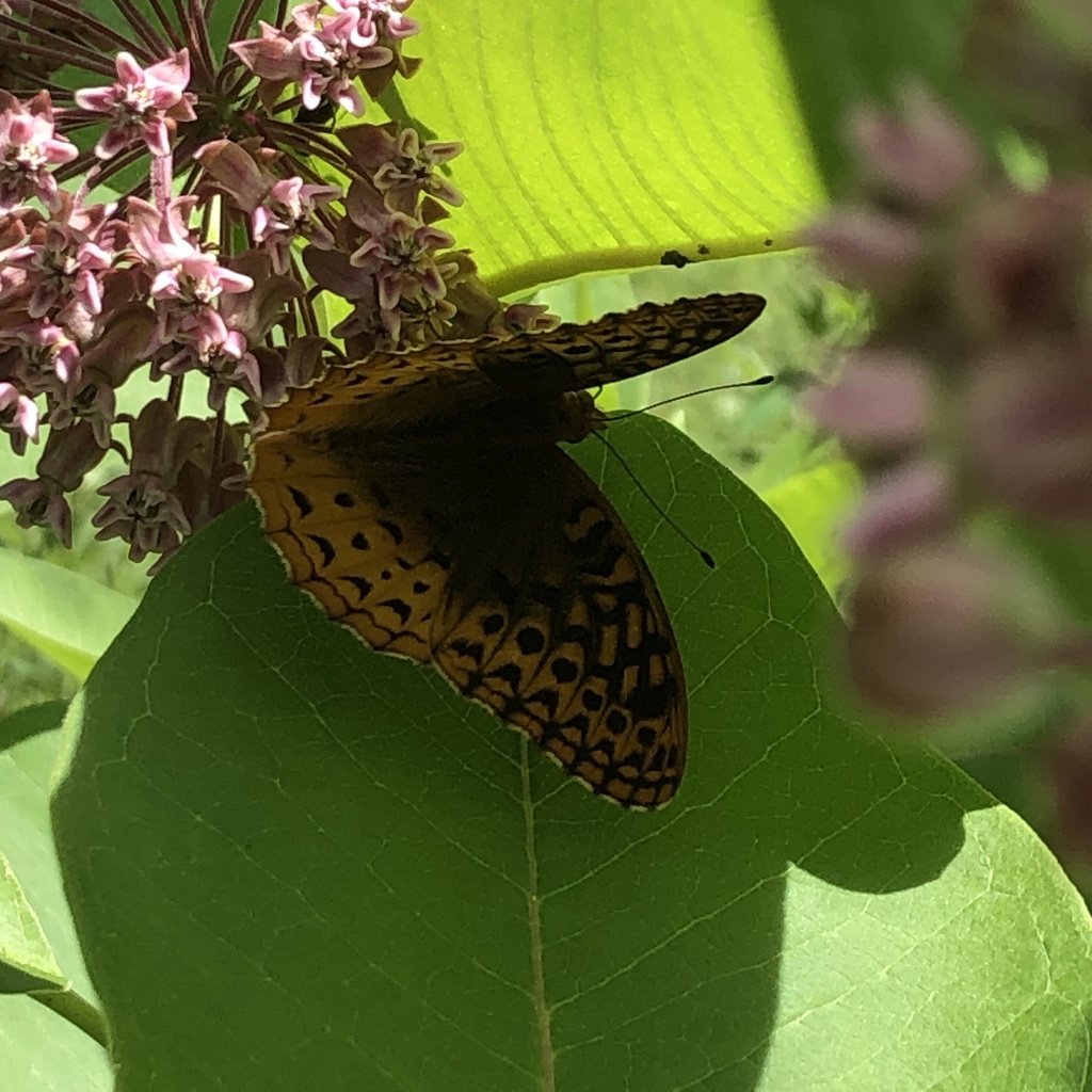 Great Spangled Fritillary from Twigs Ln, State College, PA, US on June ...