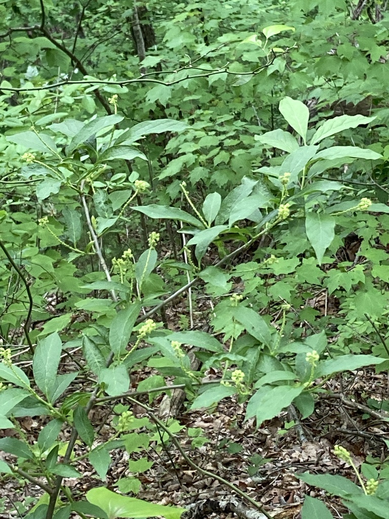 Buffalo-nut from Great Smoky Mountains National Park, Townsend, TN, US ...